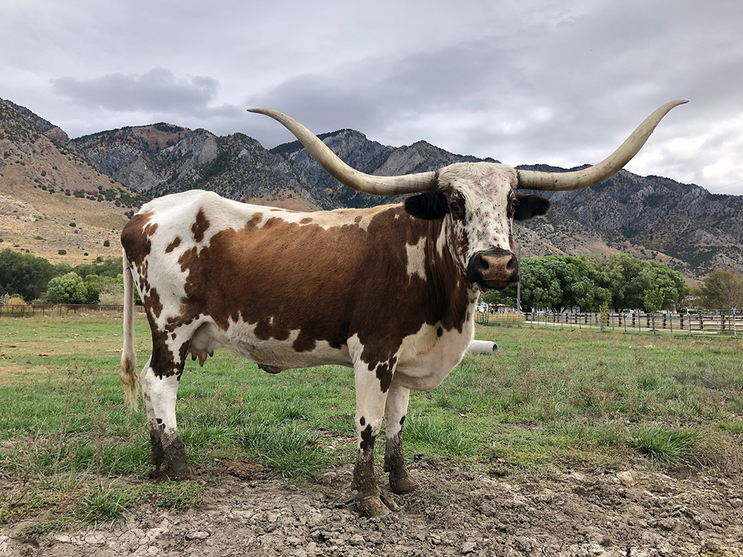 Bull Pen | Wayment Ranch