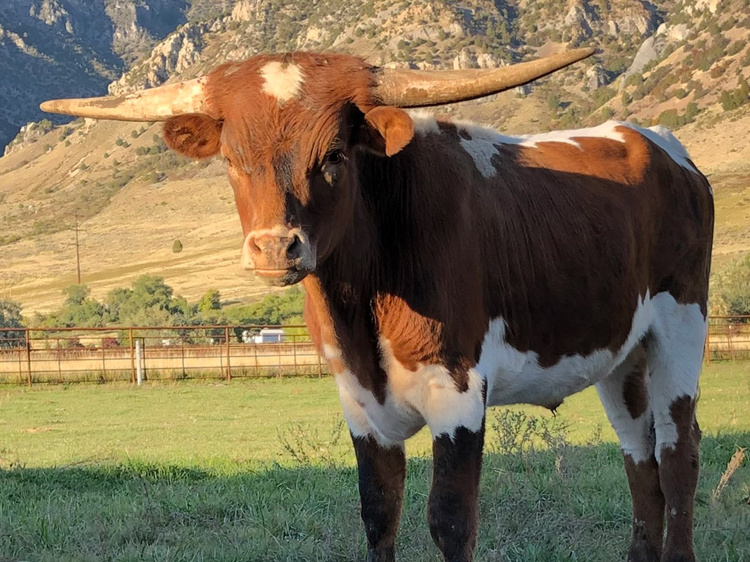 Bull Pen | Wayment Ranch